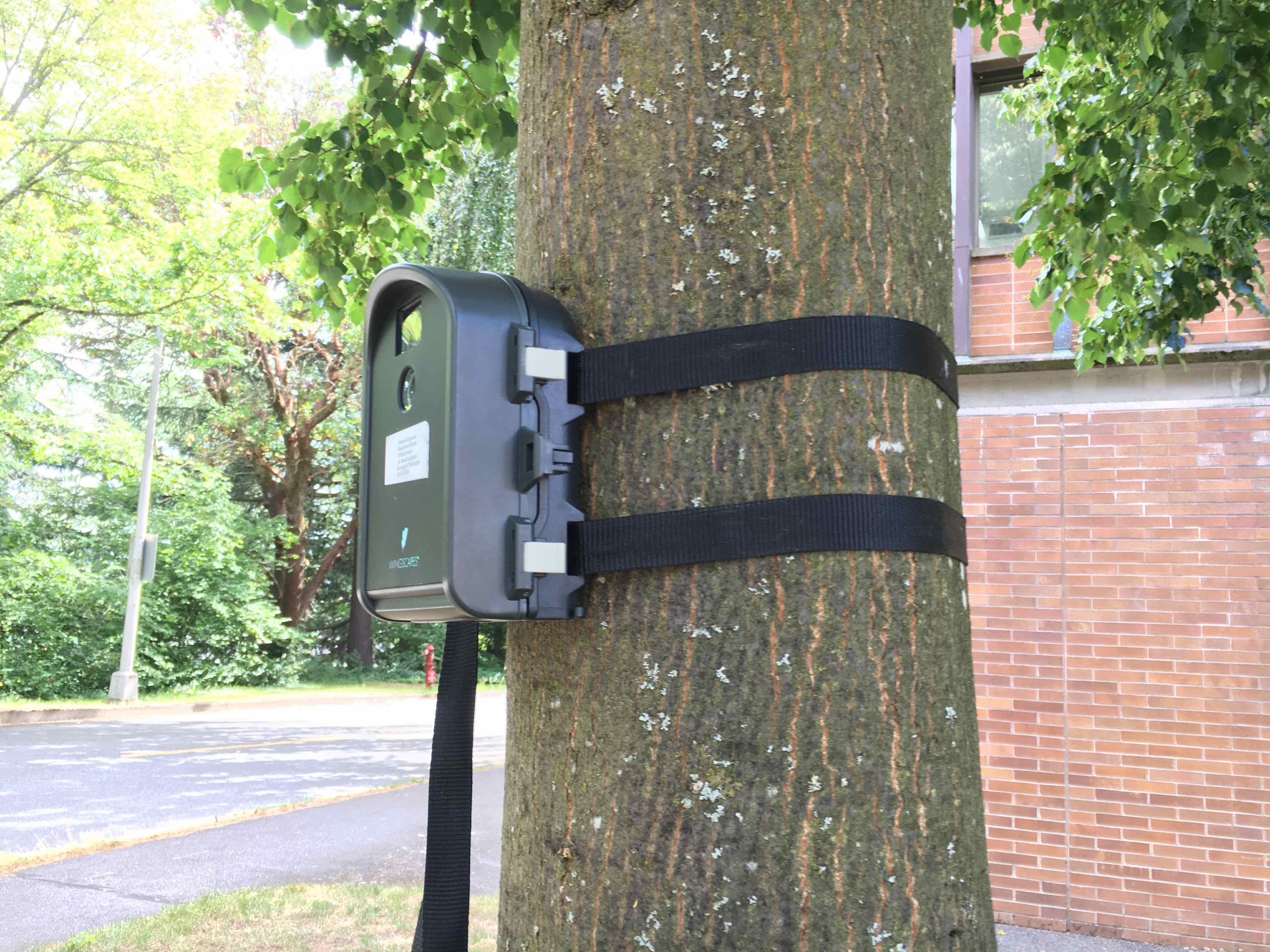 MTNHYDR: Cameras in Trees